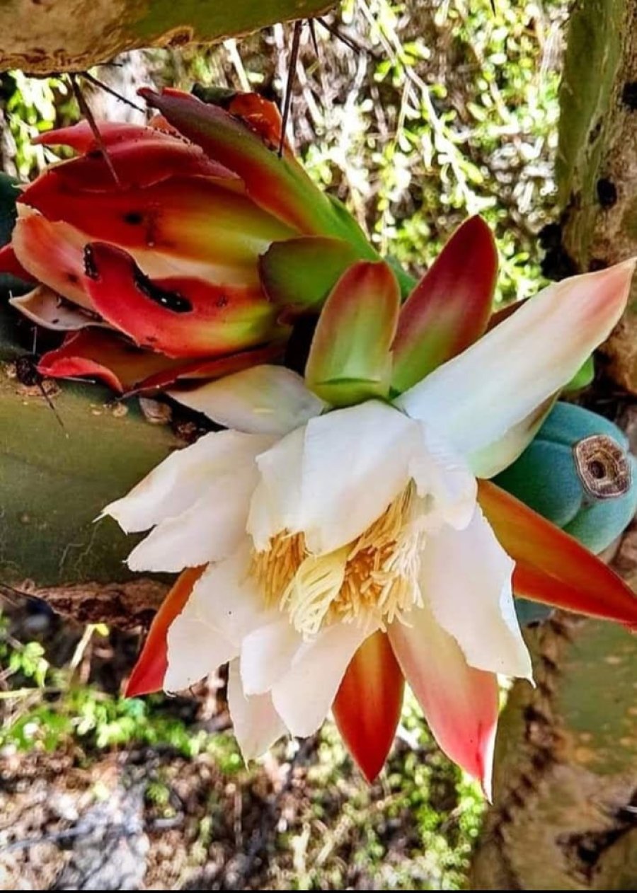 Leyenda: la Flor del Cactus | El Pucara